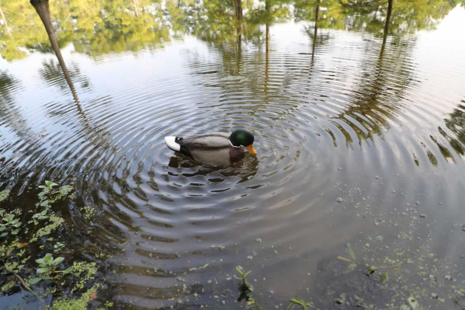 HW2443 - MOJO Outdoors Rippler 2 Decoy - AR15Discounts